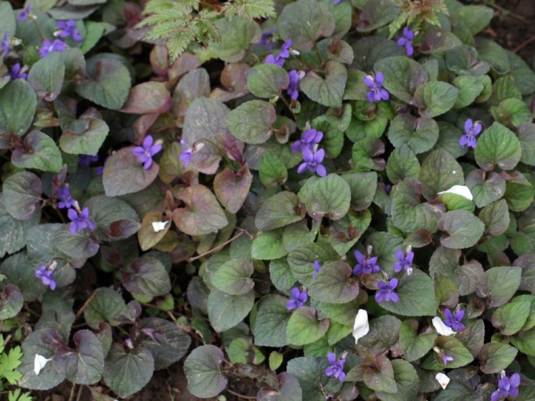 Viola labradorica purpurea syn. Viola riviniana ‘Purpurea Group ...