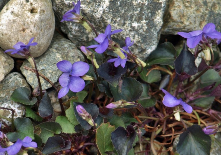 Viola labradorica purpurea syn. Viola riviniana ‘Purpurea Group ...