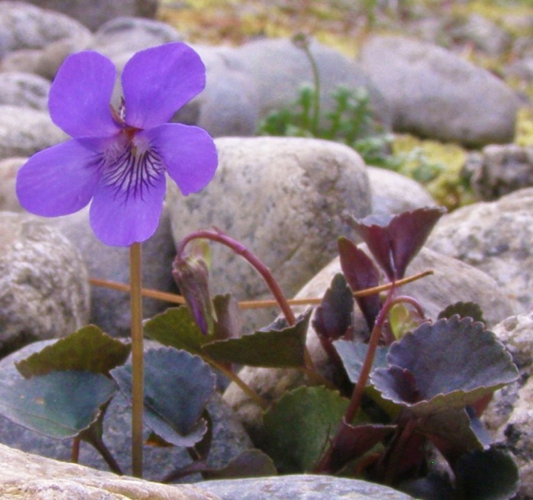 Viola labradorica purpurea syn. Viola riviniana ‘Purpurea Group ...